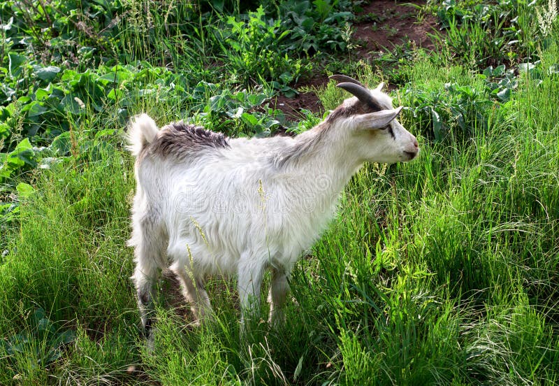 Goat grazing stock photo. Image of farms, grass, farmyard - 14455364