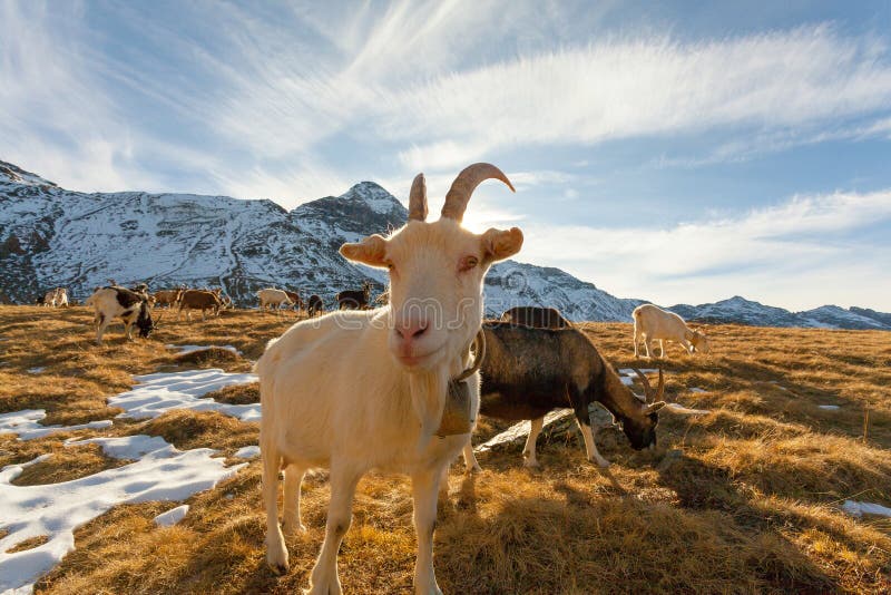 Goat Grazing in the Alps - Portrait Stock Photo - Image of goat, brown ...