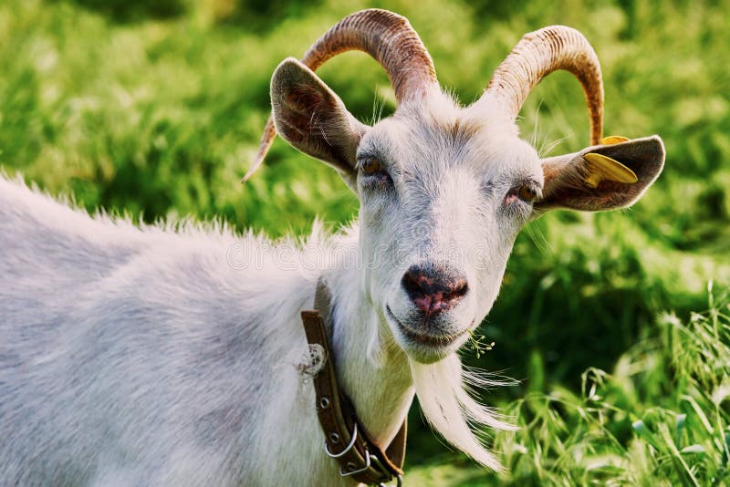 Goat Grazing in Lebanon stock photo. Image of asia, graze - 58777074