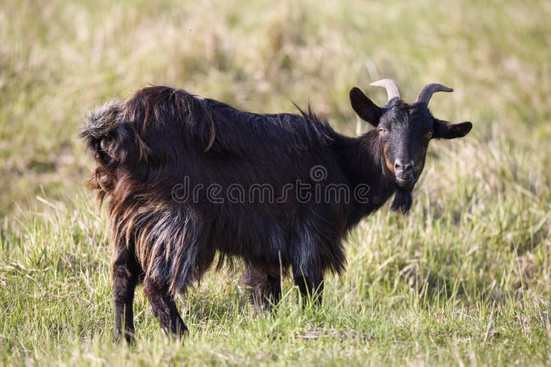 A goat grazing in a field stock photo. Image of grassland - 375380844