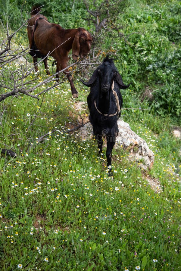 Goat grazing in forest stock photo. Image of lamb, rural - 276198926