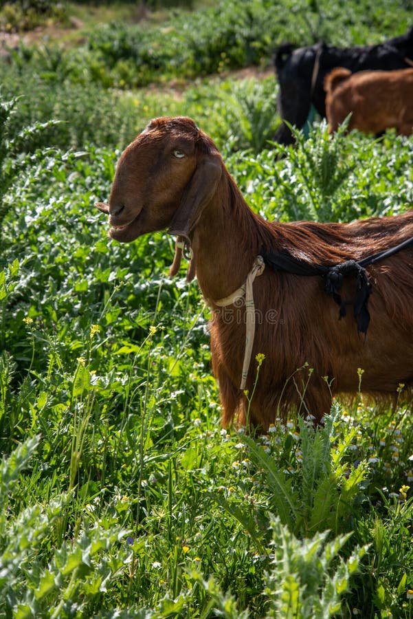 Goat grazing in forest stock image. Image of wild, meadow - 276199055