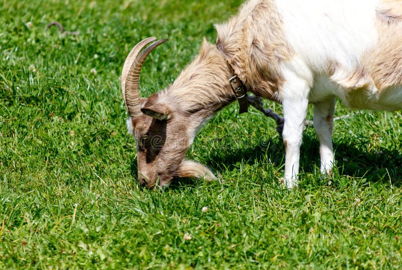 A Goat is Grazing on Grass in a Field Stock Image - Image of rural ...