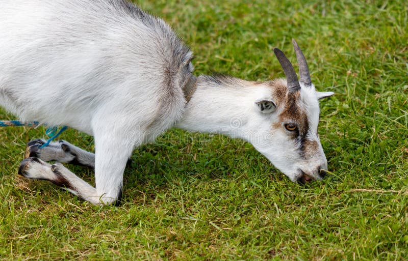 A Goat is Grazing on Grass in a Field Stock Photo - Image of horned ...