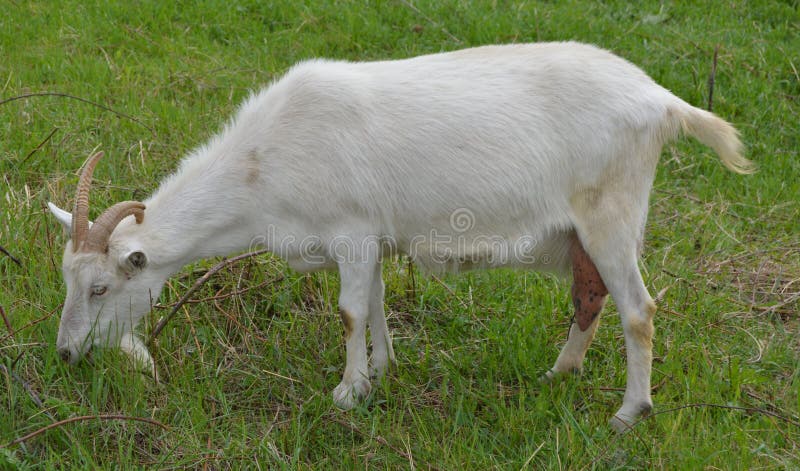 Goat grazing grass stock photo. Image of grazing, white - 79611558