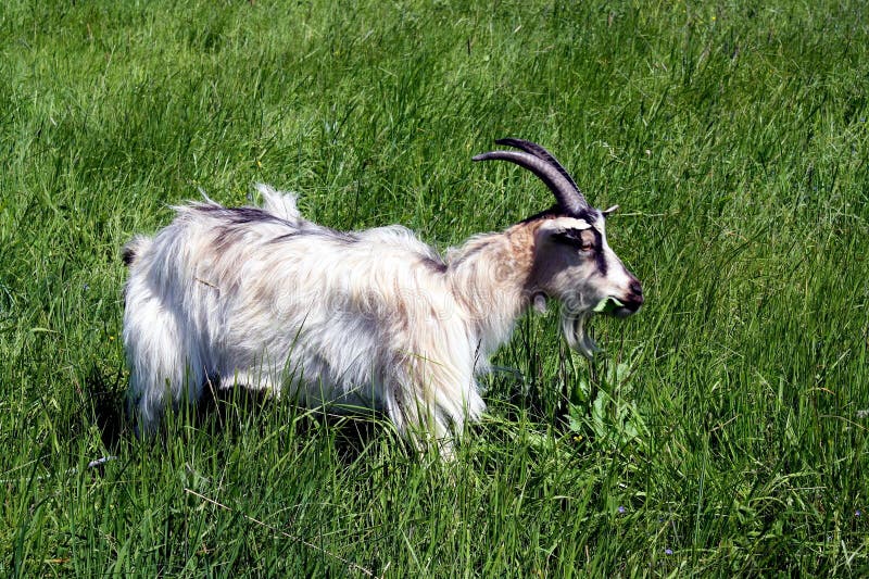 Goat Grazing in a Green Field on a Sunny Day Stock Photo - Image of ...
