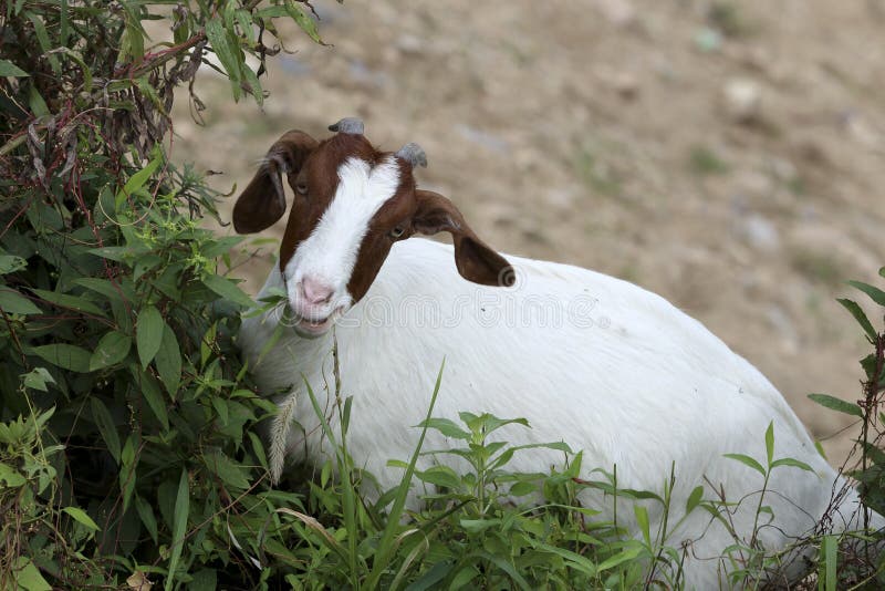 A Goat Grazing on the Hillside Stock Photo - Image of bending, male ...