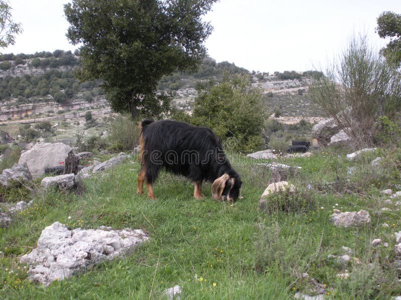 Goat Grazing in Lebanon stock photo. Image of asia, graze - 58777074