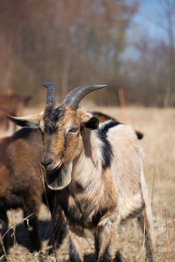 Goat Grazing in the Paddock Stock Image - Image of grass, bush: 245292291