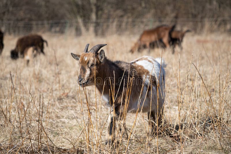 Goat Grazing in the Paddock Stock Photo - Image of brown, environment ...