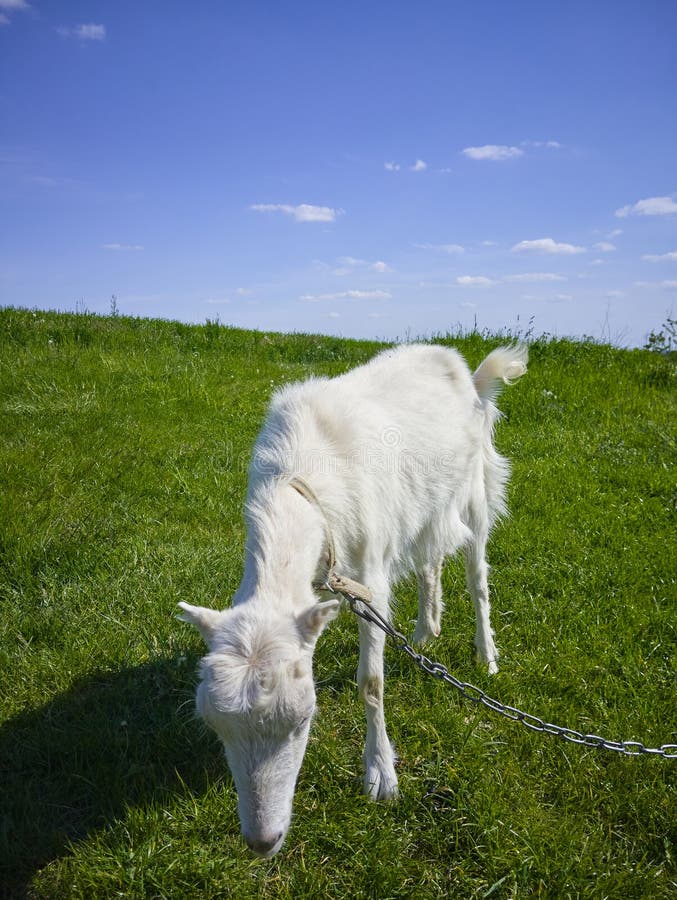 A Goat is Grazing, a White Goat is Grazing on Green Grass on a Hill ...