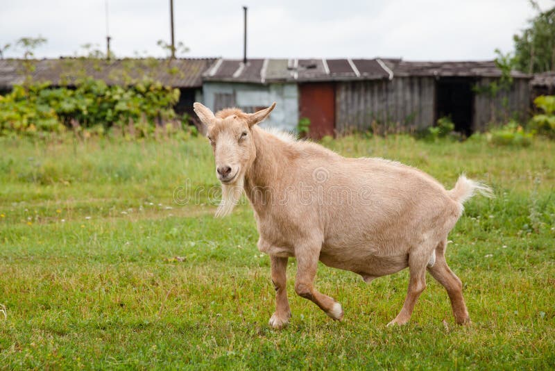 The Goat is Grazing in the Yard. Goat without Horns Stock Image - Image ...