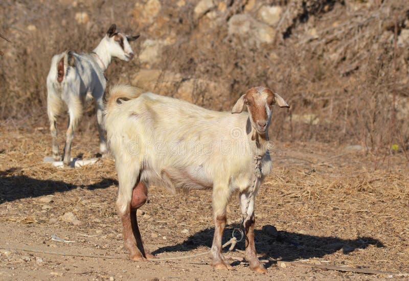 Greek landscape with goat stock photo. Image of greece - 44634276