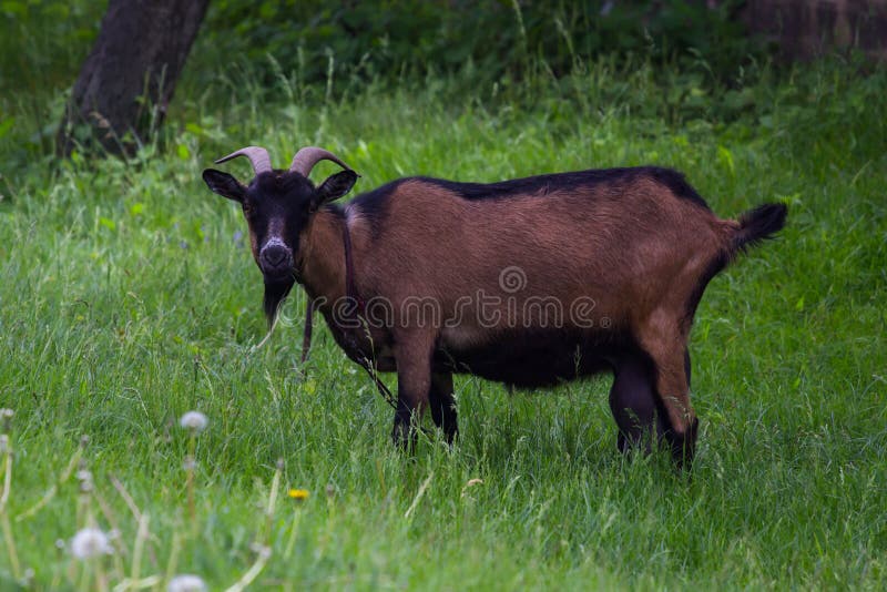 Goat on green grass stock image. Image of field, happy - 71585463