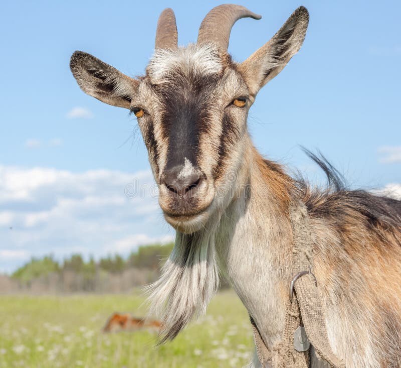 Goat stock image. Image of meadow, blue, snout, shegoat - 65947821