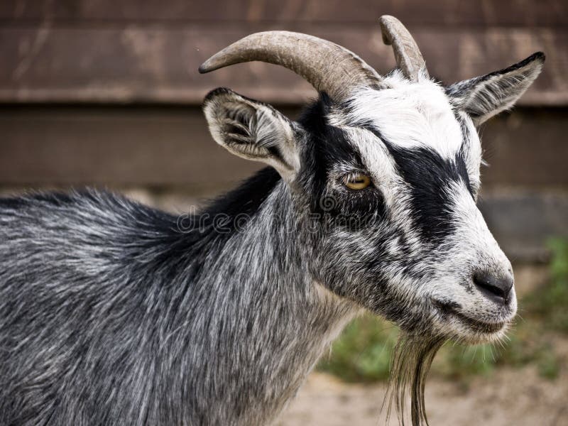 Goat-grey stock image. Image of animal, rural, agriculture - 21772293