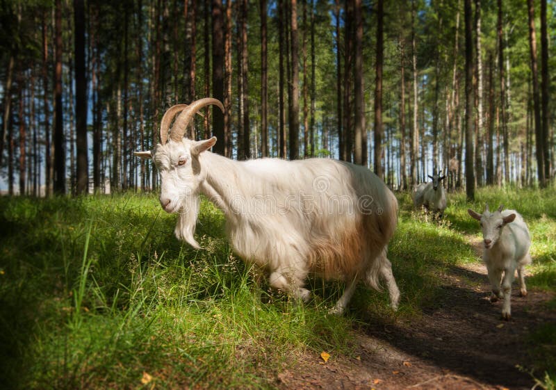 Goat group stock photo. Image of looking, pets, herd - 42074956