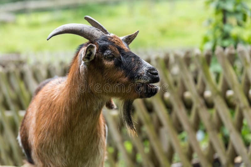 Goatee Moaning Stock Photos - Free & Royalty-Free Stock Photos from ...