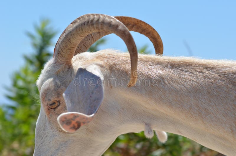 Goats stock image. Image of feeding, cheese, dairy, brown - 95967353