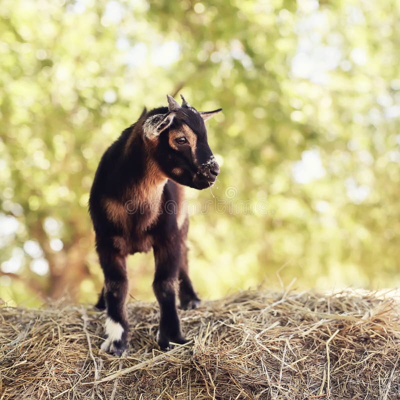 Goat on hay stock photo. Image of bale, baby, goat, goad - 260152192