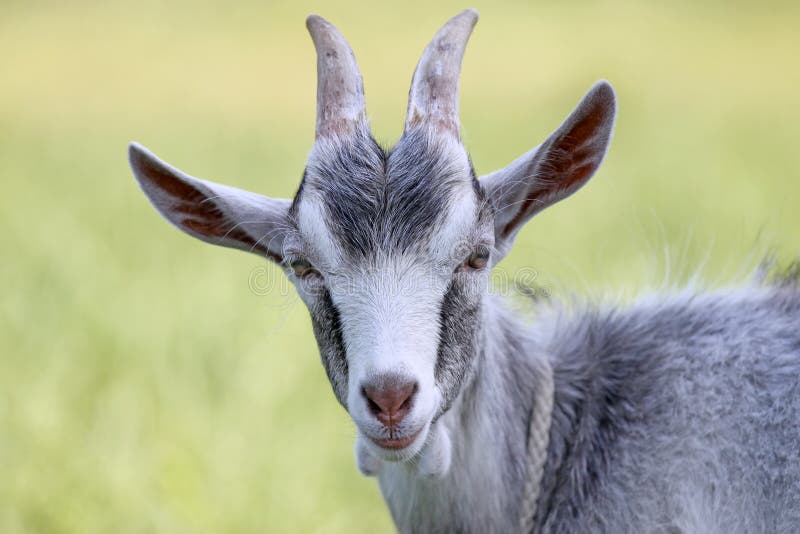 Goat head and grass stock image. Image of horn, barn - 78468489
