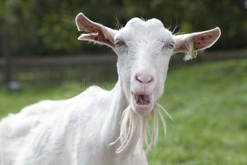 Goat Head Against a Rural Landscape Stock Image - Image of mammal ...