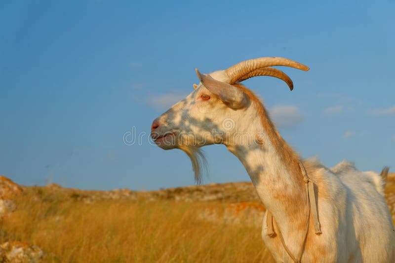 Goat Head on the Blue Sky Background Stock Image - Image of cute, ranch ...