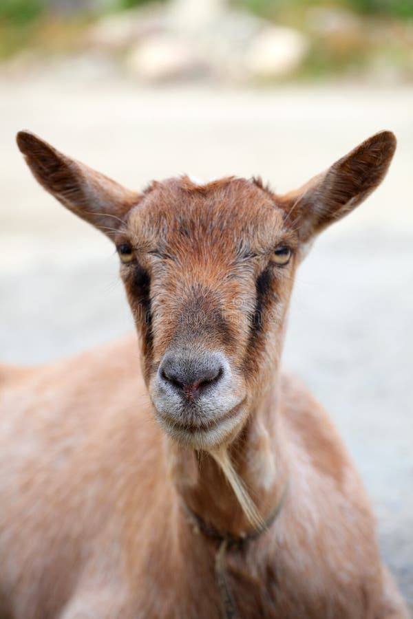 Smiling Grey Goat Looking through Fence Stock Image - Image of alpine ...