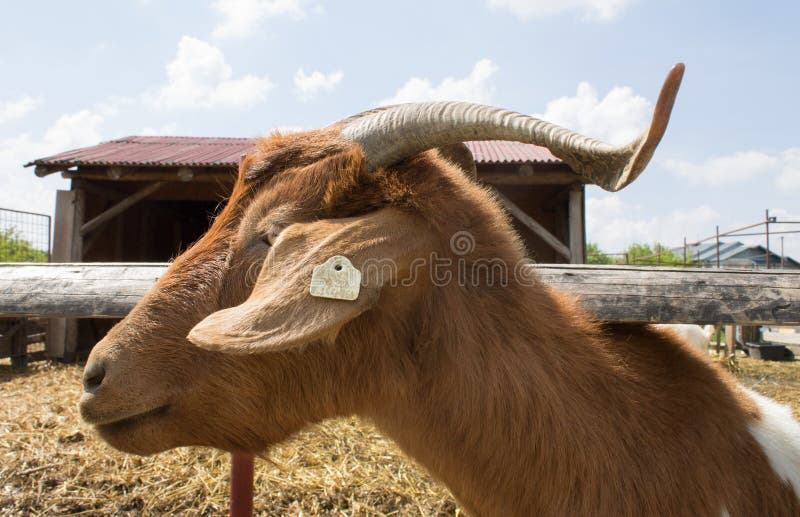 44,679 Goat Head Stock Photos - Free & Royalty-Free Stock Photos from ...