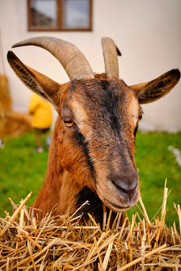 Goat head closeup stock photo. Image of goat, mammal - 274491058