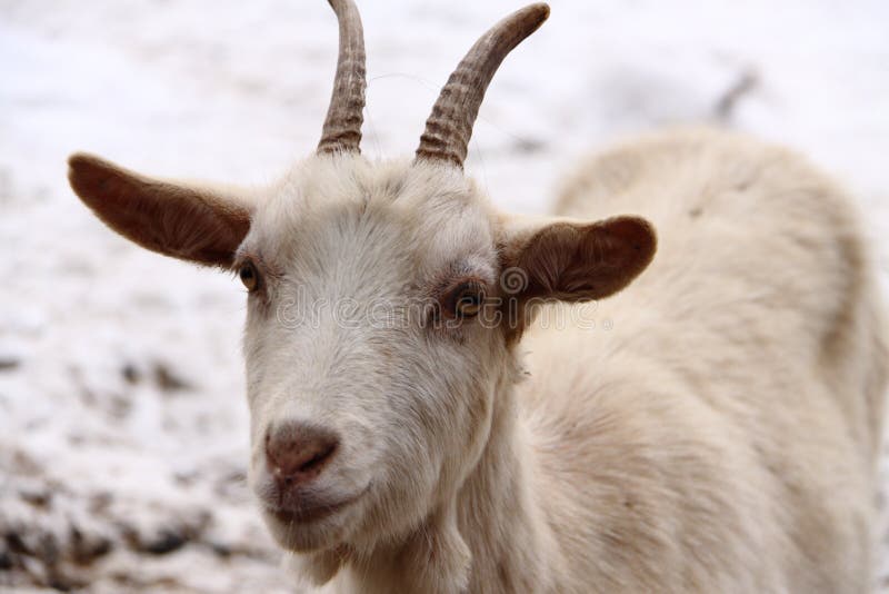 Goat head detail stock photo. Image of cute, weather - 13392316