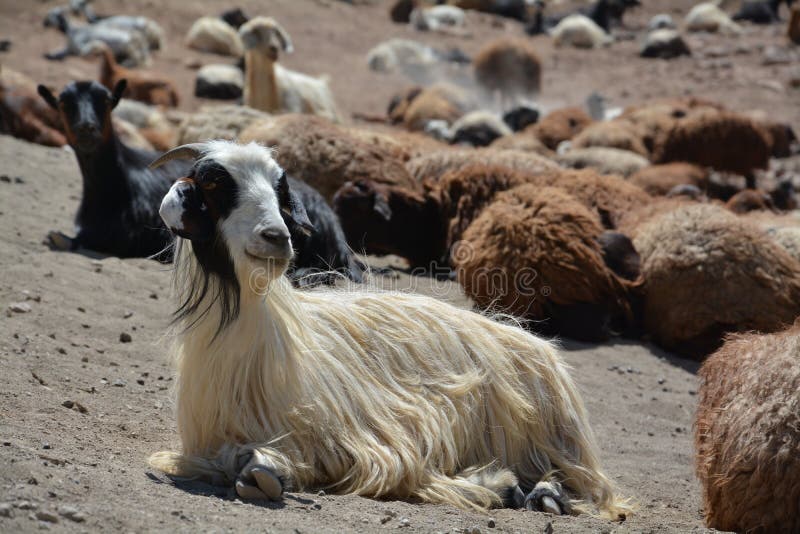 Goat head and grass stock image. Image of horn, barn - 78468489