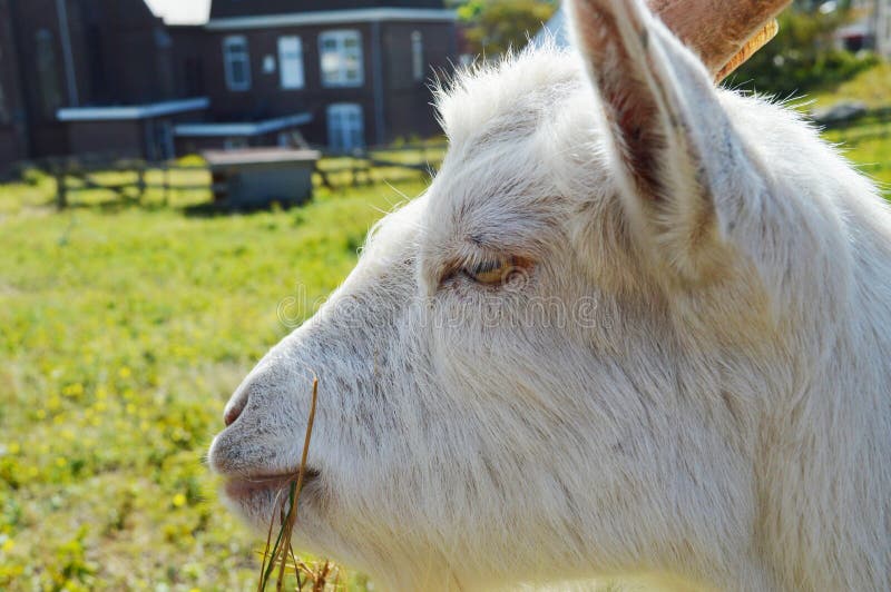 Goat head and grass stock image. Image of horn, barn - 78468489