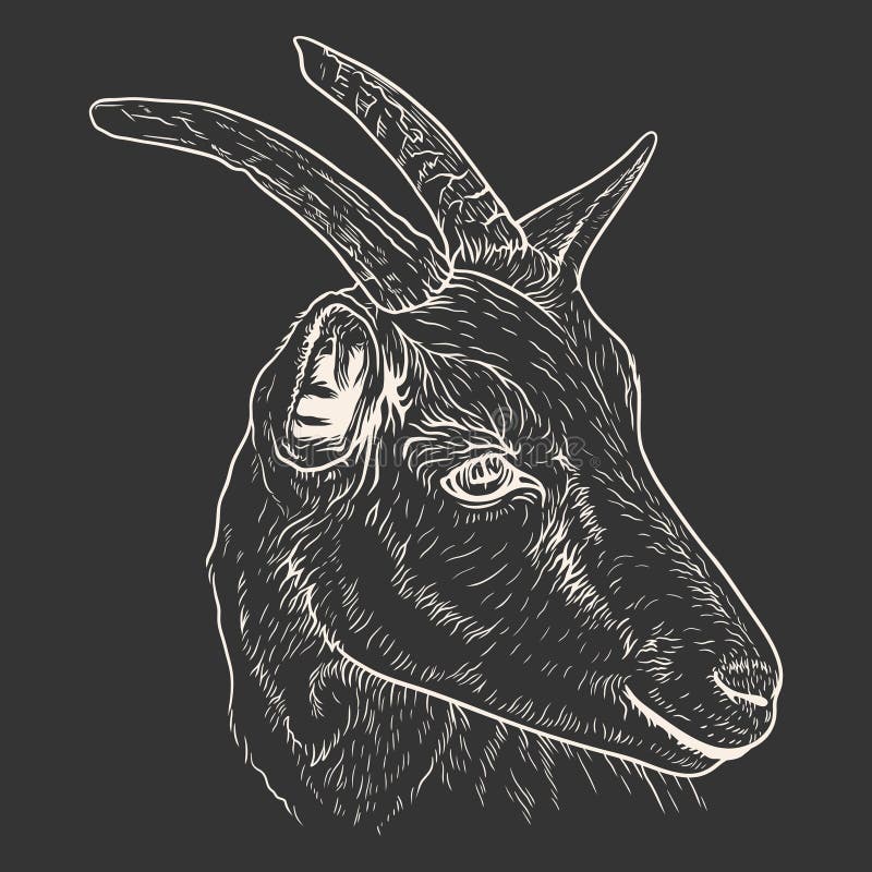 Goat Head. Hand Drawn Sketch. Vector Illustration Isolated on Black ...