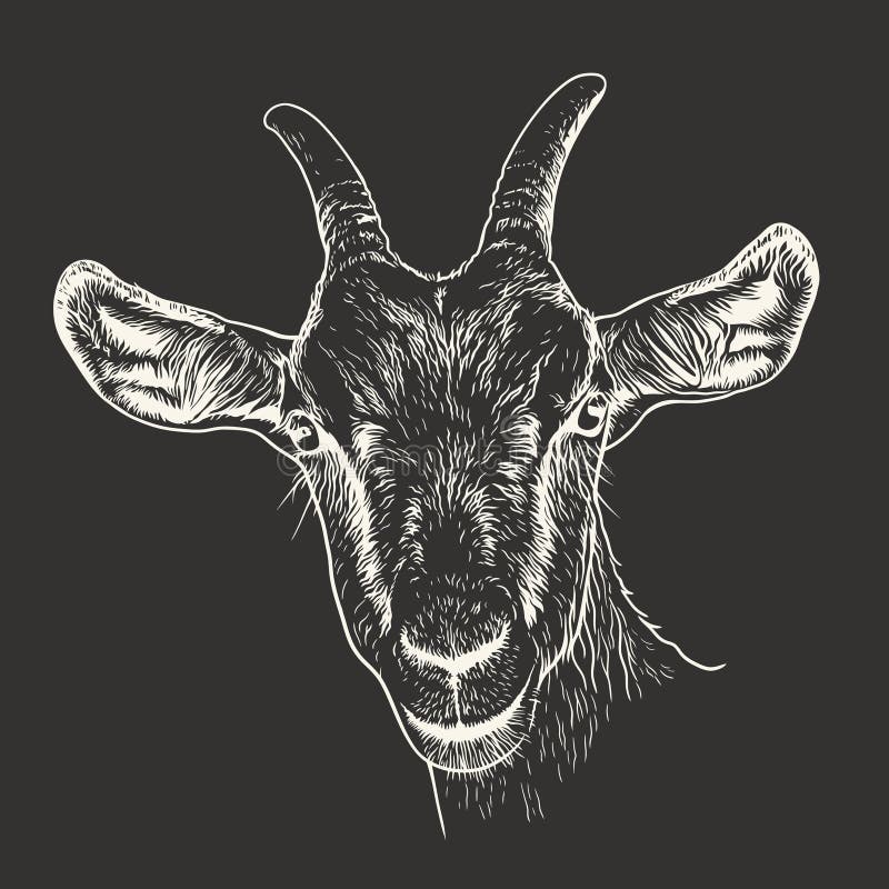 Goat Head Vector Set. Hand Drawn Illustration of Goat Head Stock Vector ...