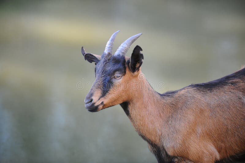 Goat stock photo. Image of mammals, goat, domestic, mountain - 53723764