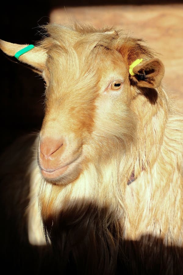 Goat head on stock image. Image of play, spring, headshot - 25867023