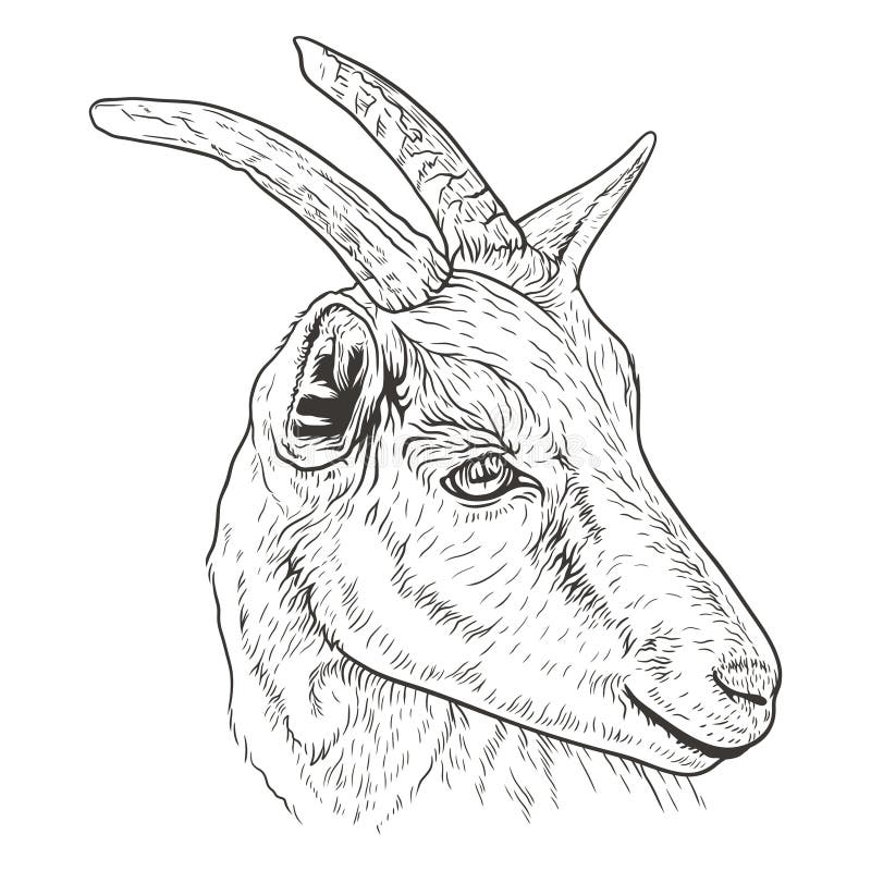 Goat Head Sketch Vector Illustration. Hand Drawn Goat Head with Horns ...