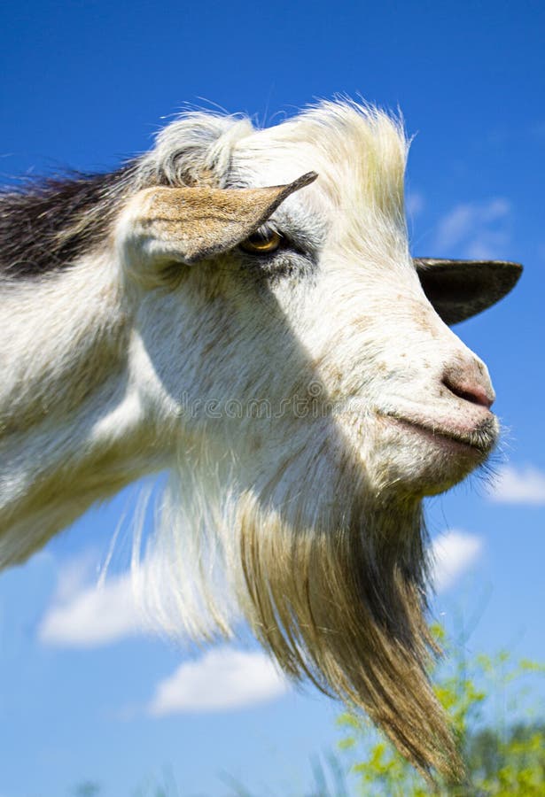 Cow with a goat head stock image. Image of cattle, healthy - 218848281