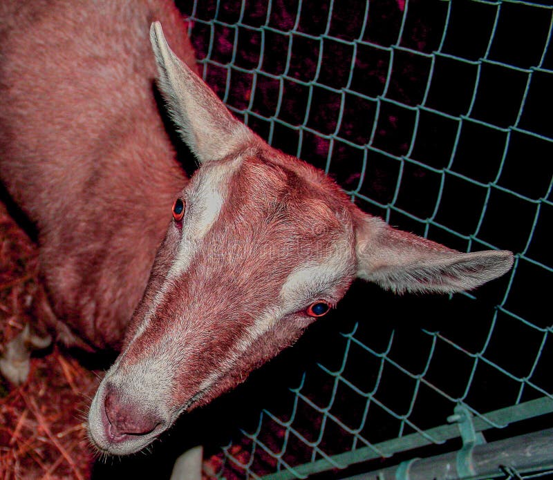 Goat Head stock image. Image of eyes, breed, meat, concept - 71590601