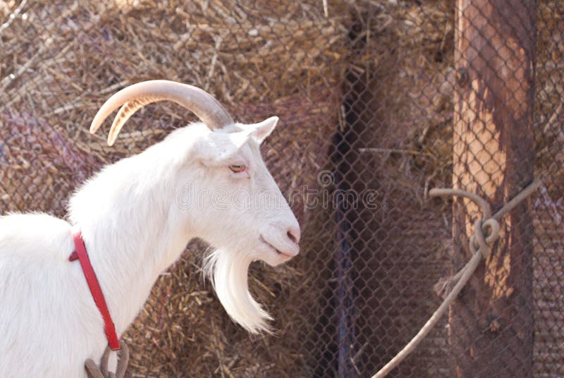 Cow with a goat head stock image. Image of cattle, healthy - 218848281