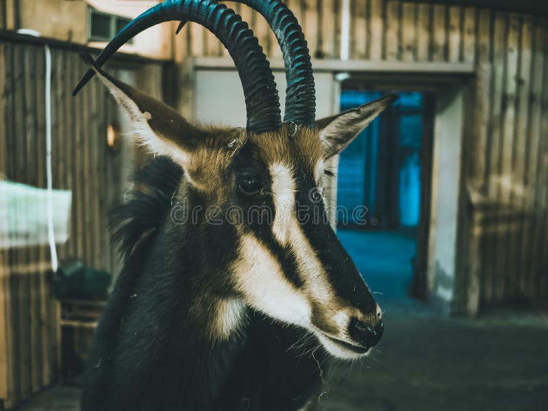 Goat Head in the Zoo Close Up Macro Stock Photo - Image of brown ...