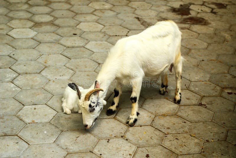 A goat and her baby hiding stock image. Image of lamb - 255281683