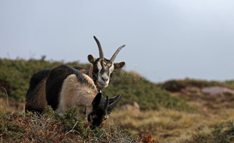 Goat Herd of Goats in the Mountains Stock Photo - Image of foraging ...