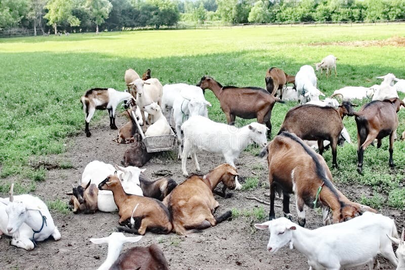 Goat Herd Summer stock image. Image of grassland, goat - 219312671
