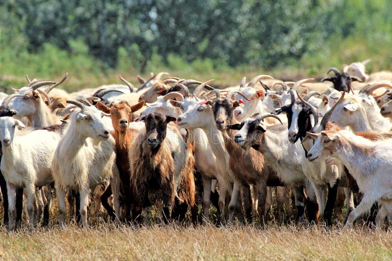 Goat herd on the pasture stock photo. Image of goat - 144259034 Goat herd on the pasture stock photo. Image of goat - 144259034