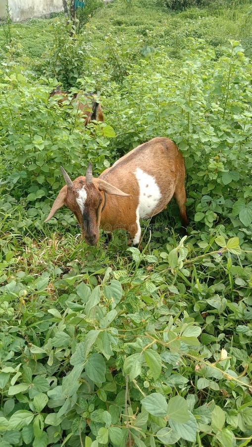 Goat Herding in the Countryside is Very Natural Stock Image - Image of ...