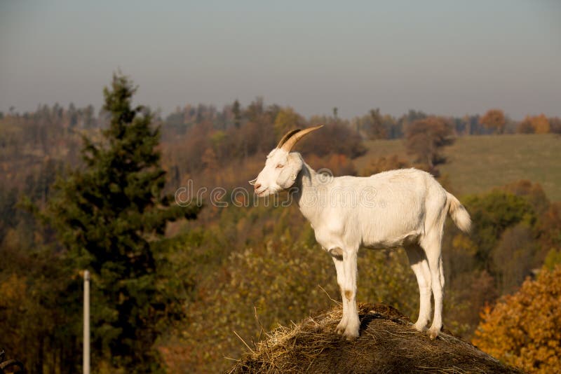 Goat on the hill stock image. Image of fauna, horn, meadow - 96027705