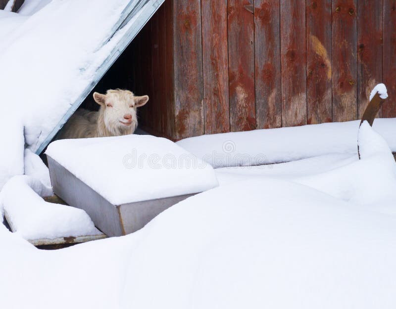 Goat in His House, in the Winter in the Village Stock Photo - Image of ...
