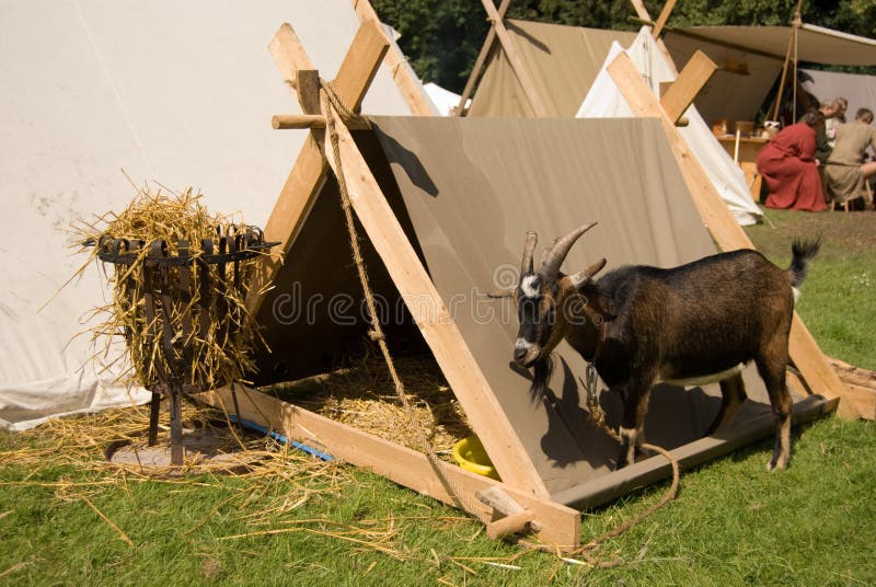 Goat With His Own Tent Picture. Image: 2985027